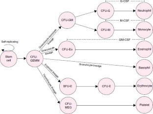 Lenograstim | SpringerLink
