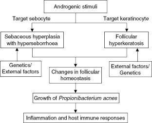 Current Concepts of the Pathogenesis of Acne | SpringerLink