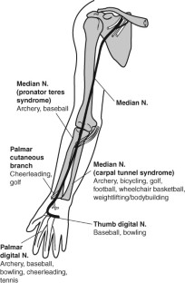 Peripheral Nervous System Injuries in Sport and Recreation | SpringerLink