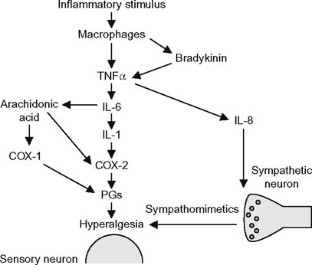Pathogenesis and Mechanisms of Inflammation and Pain | SpringerLink