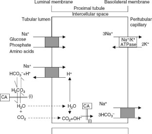 Diuretics in Pediatrics | SpringerLink