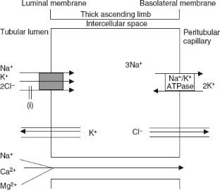 Diuretics in Pediatrics | SpringerLink