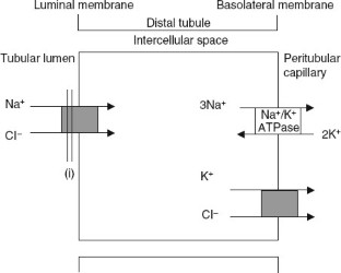 Diuretics in Pediatrics | SpringerLink