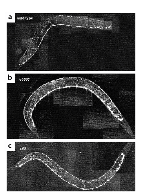 UNC-13 is required for synaptic vesicle fusion in C. elegans | Nature ...