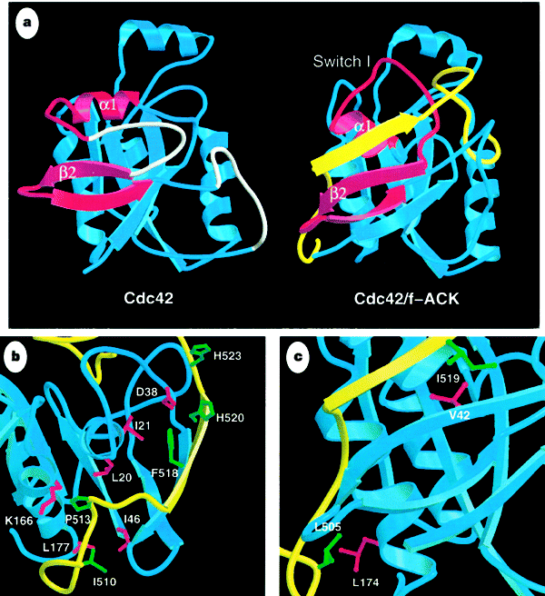 Structure of the small G protein Cdc42 bound to the GTPase-binding ...