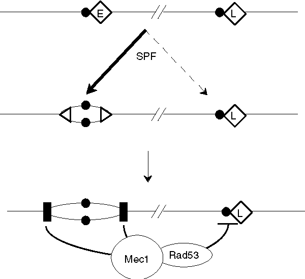 A Mec1- and Rad53-dependent checkpoint controls late-firing origins of ...