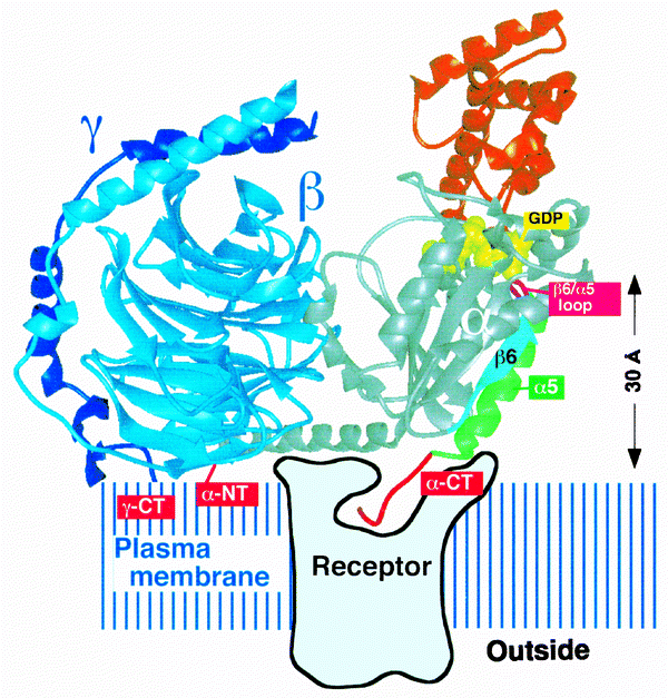 G-protein diseases furnish a model for the turn-on switch | Nature