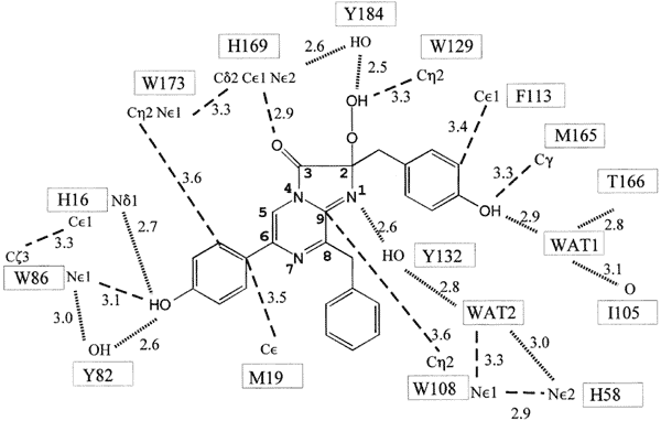 The crystal structure of the photoprotein aequorin at 2.3 Å resolution ...