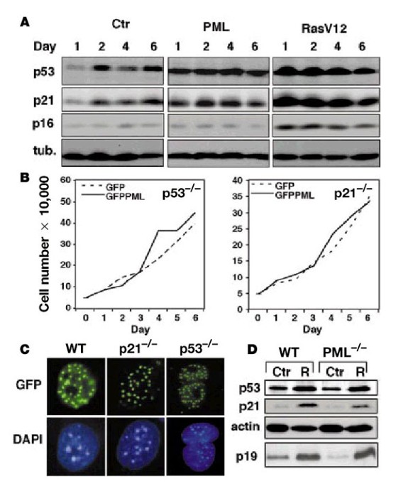 PML regulates p53 acetylation and premature senescence induced by ...