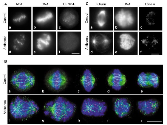 CENP-E forms a link between attachment of spindle microtubules to ...
