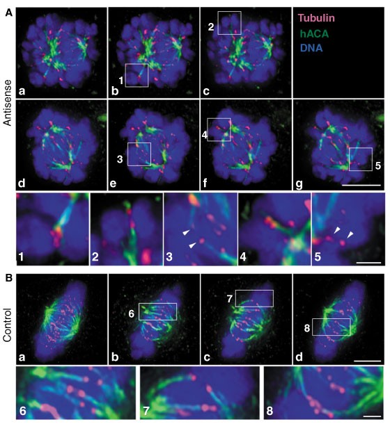 CENP-E forms a link between attachment of spindle microtubules to ...