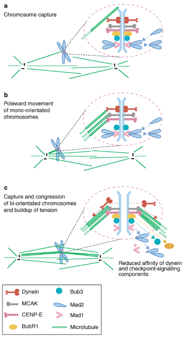 CENP-E forms a link between attachment of spindle microtubules to ...