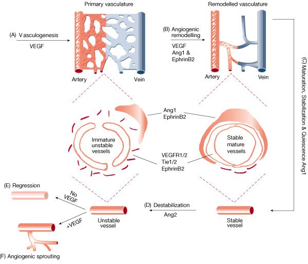 Vascular-specific growth factors and blood vessel formation | Nature