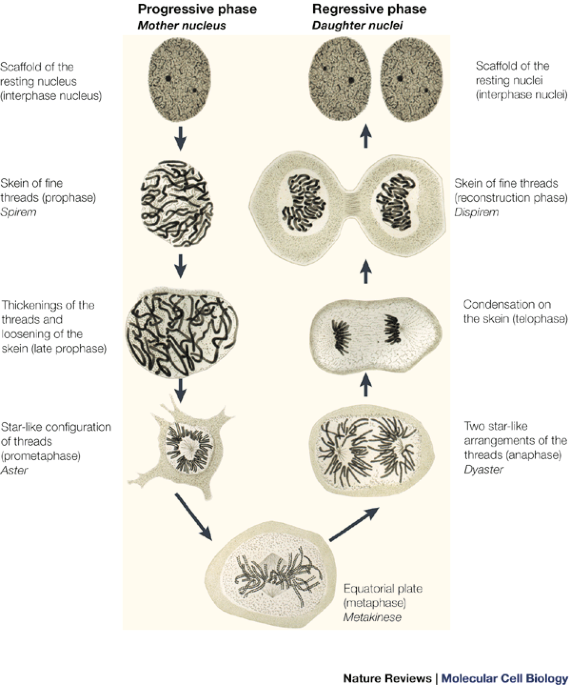 Walther Flemming: pioneer of mitosis research | Nature Reviews ...