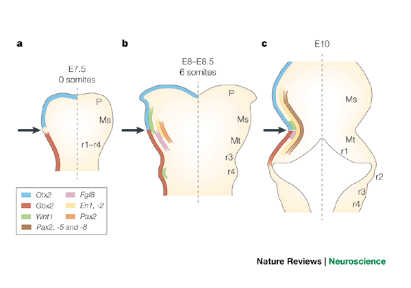 Neural plate patterning: Upstream and downstream of the isthmic ...