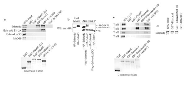 Gene defect in ectodermal dysplasia implicates a death domain adapter ...