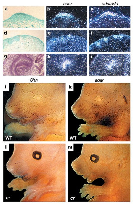 Gene defect in ectodermal dysplasia implicates a death domain adapter ...