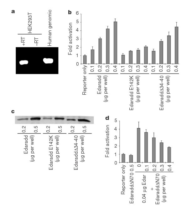 Gene defect in ectodermal dysplasia implicates a death domain adapter ...