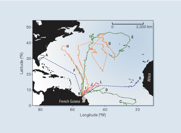 Where leatherback turtles meet fisheries | Nature