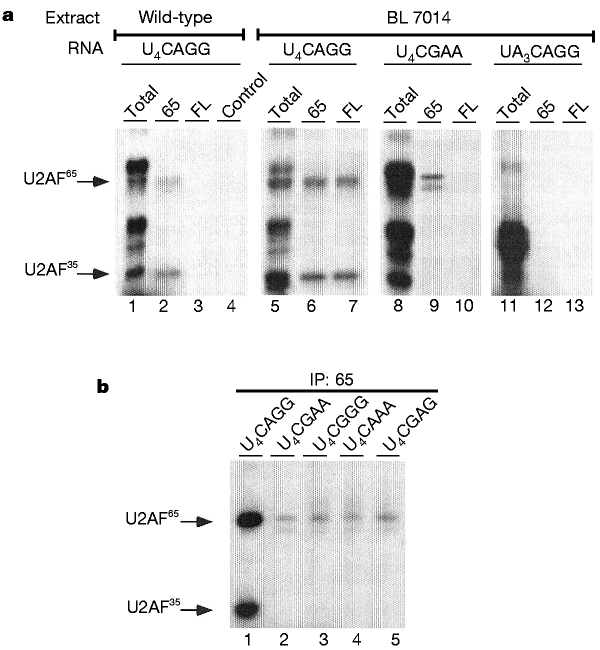 Both subunits of U2AF recognize the 3′ splice site in Caenorhabditis ...