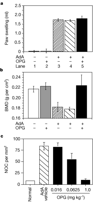 Activated T cells regulate bone loss and joint destruction in adjuvant ...