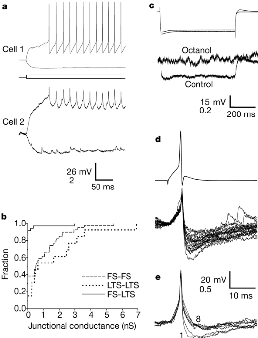 Two networks of electrically coupled inhibitory neurons in neocortex ...