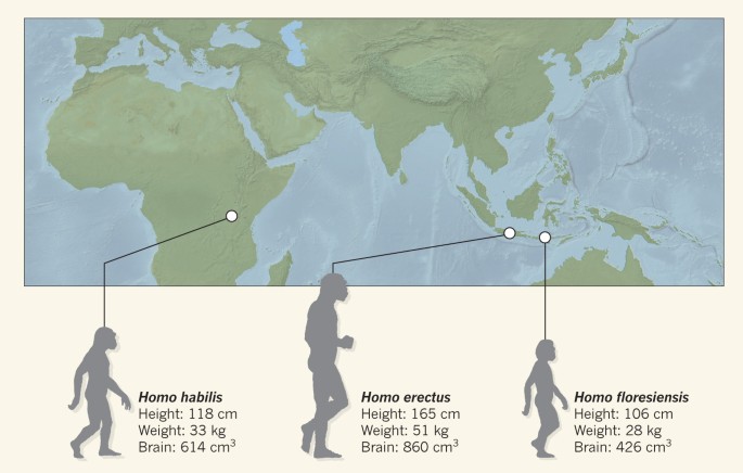 The dawn of Homo floresiensis | Nature