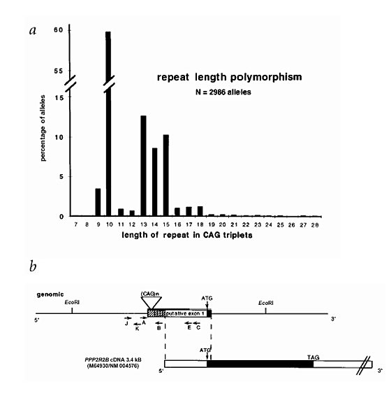 Expansion of a novel CAG trinucleotide repeat in the 5′ region of ...