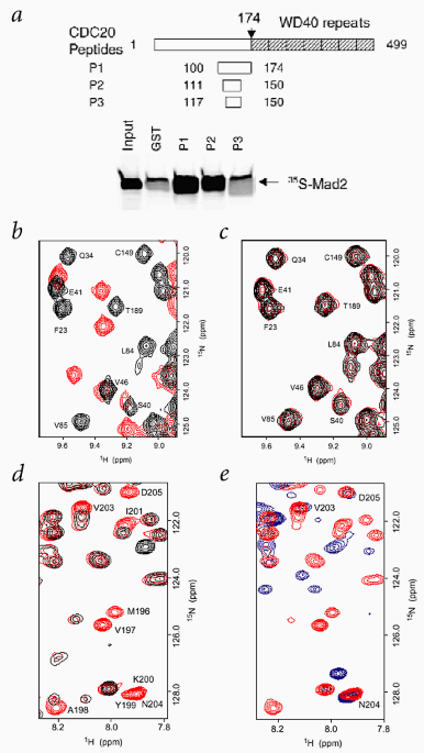 Structure of the Mad2 spindle assembly checkpoint protein and its ...