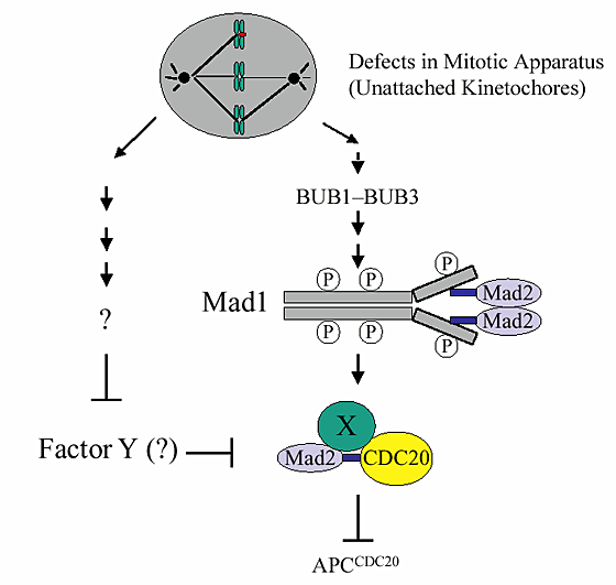 Structure of the Mad2 spindle assembly checkpoint protein and its ...