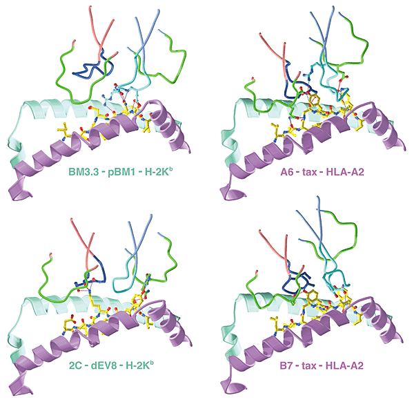 Crystal structure of a T cell receptor bound to an allogeneic MHC ...