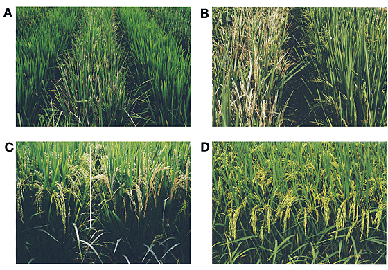 Field performance of transgenic elite commercial hybrid rice expressing ...