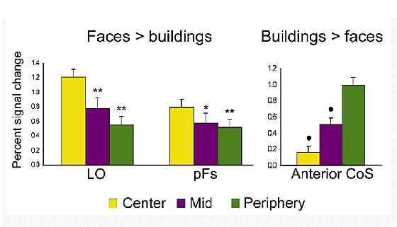 Center–periphery organization of human object areas | Nature Neuroscience