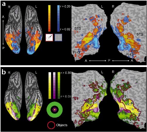 Center–periphery organization of human object areas | Nature Neuroscience