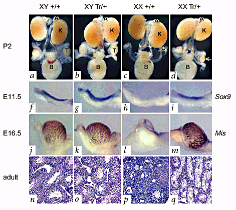 Sox9 induces testis development in XX transgenic mice | Nature Genetics