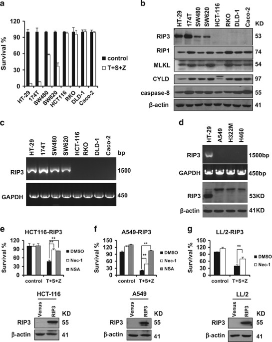 Regulation of RIP3 by the transcription factor Sp1 and the epigenetic ...