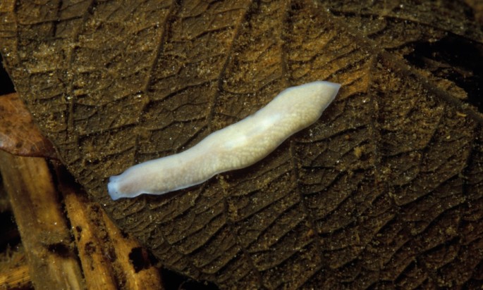 Flatworms In Dogs