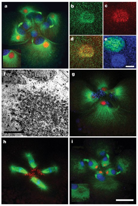Asymmetric inheritance of centrosomally localized mRNAs during ...