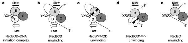 RecBCD enzyme is a DNA helicase with fast and slow motors of opposite ...