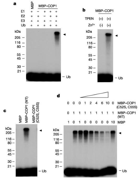 LAF1 ubiquitination by COP1 controls photomorphogenesis and is ...