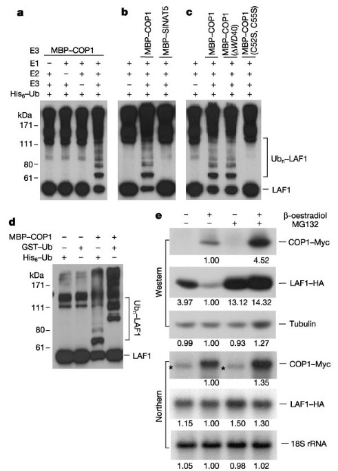 LAF1 ubiquitination by COP1 controls photomorphogenesis and is ...