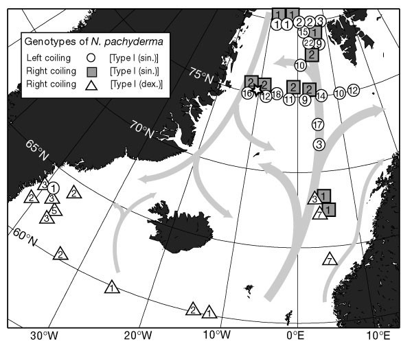 Palaeoceanographic implications of genetic variation in living North ...