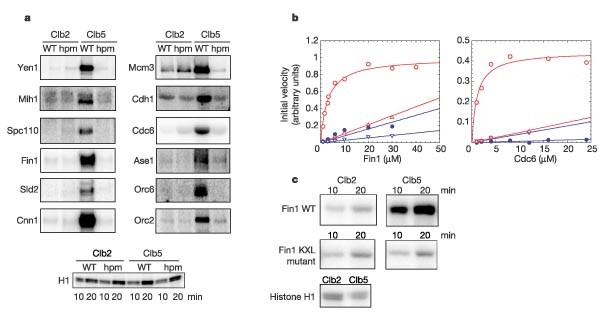 Cyclin specificity in the phosphorylation of cyclin-dependent kinase ...