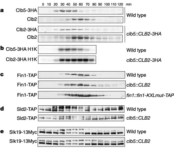 Cyclin specificity in the phosphorylation of cyclin-dependent kinase ...