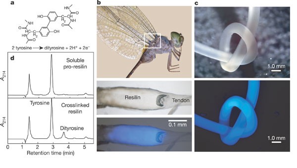 Synthesis and properties of crosslinked recombinant pro-resilin | Nature