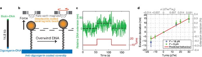 DNA overwinds when stretched | Nature