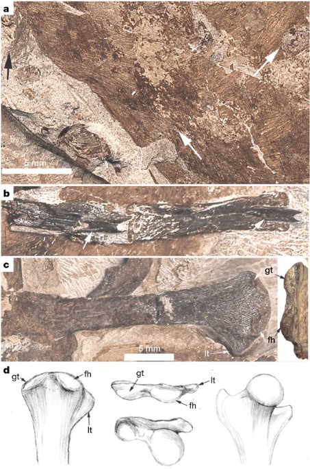 A Mesozoic gliding mammal from northeastern China | Nature