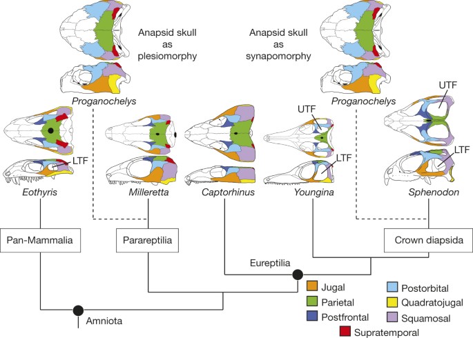 Evolutionary origin of the turtle skull | Nature