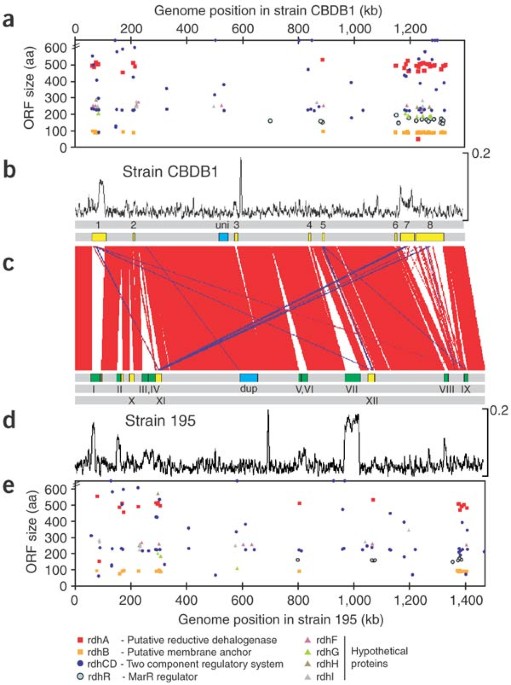 Genome sequence of the chlorinated compound–respiring bacterium ...