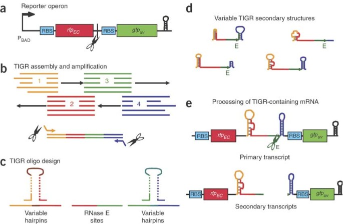 Combinatorial engineering of intergenic regions in operons tunes ...